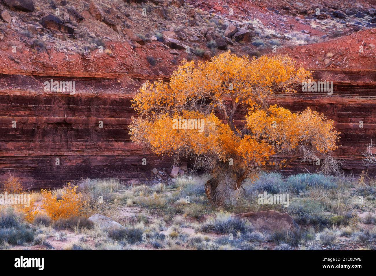 A scenic view of Halls Crossing near Lake Powell, Utah Stock Photo - Alamy