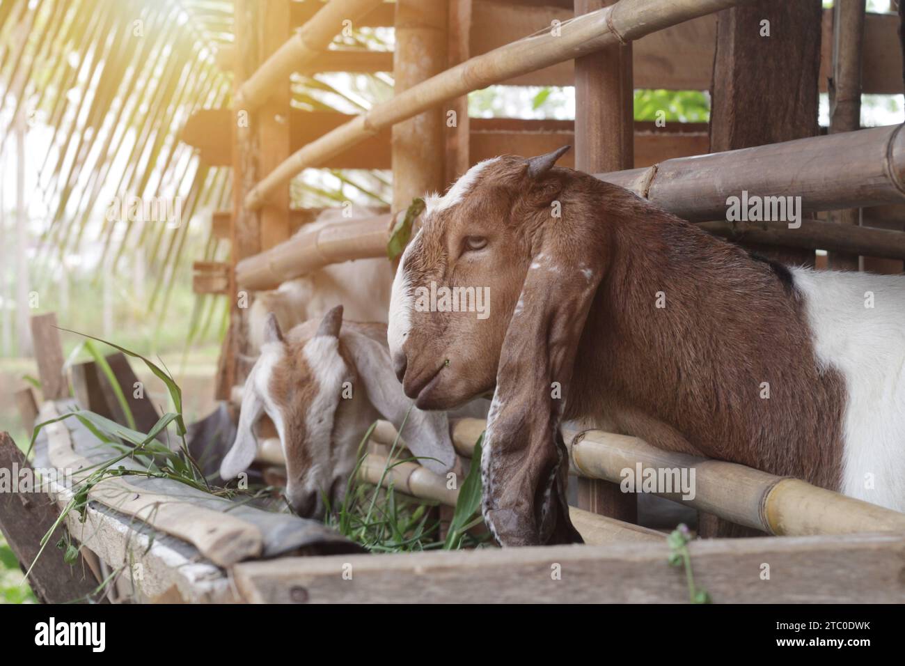negative space traditional cage for brown and white striped goats ...