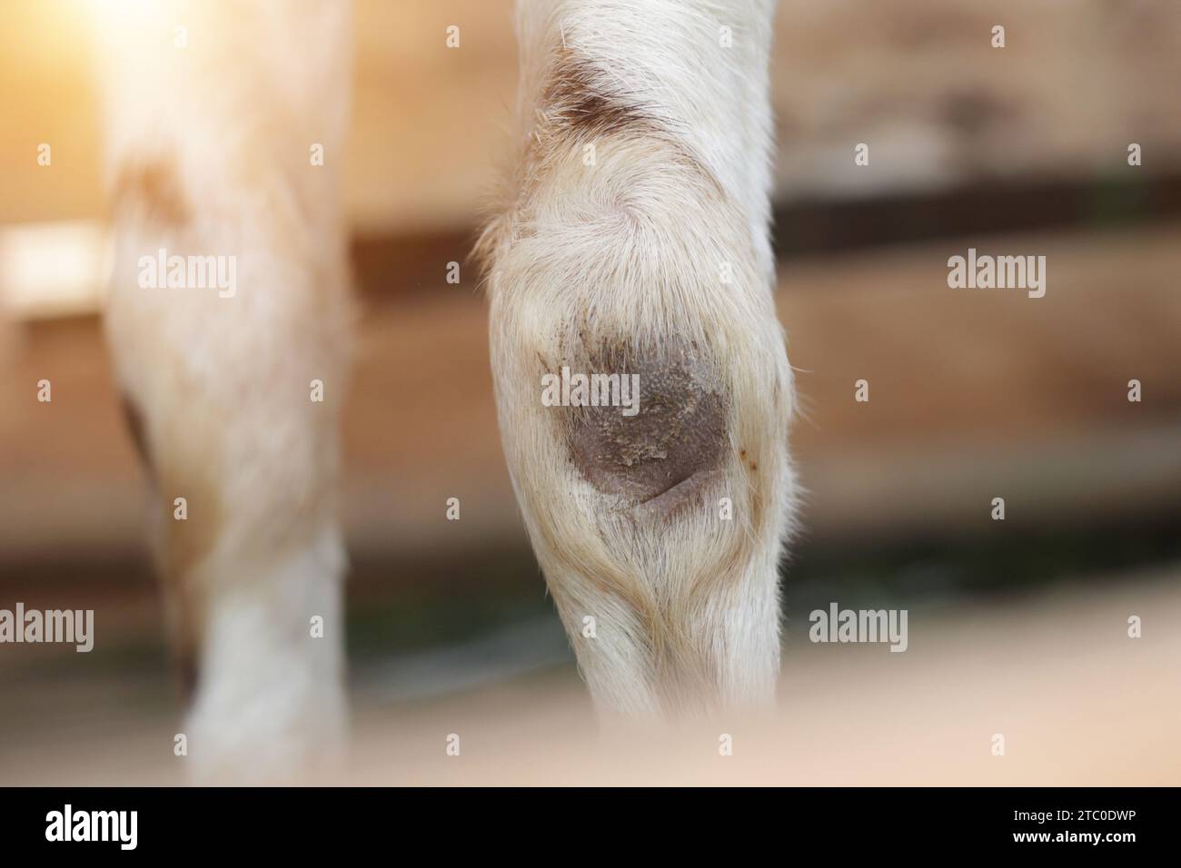 closeup of goat's front legs losing hair due to wood rubbing, deformed ...
