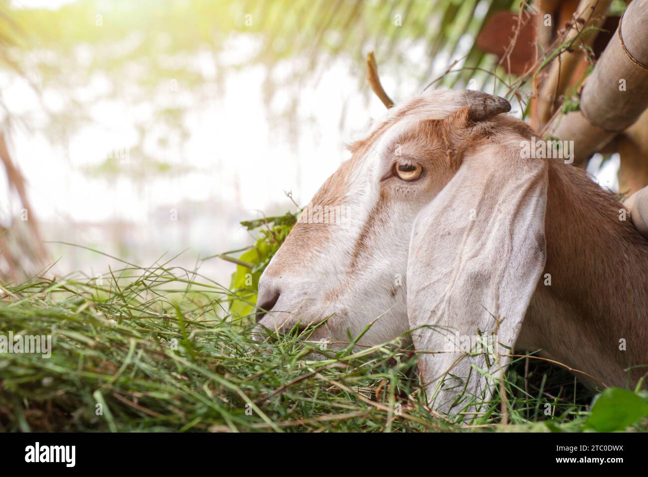 negative space of goat head eating grass in pen, optical flare Stock ...