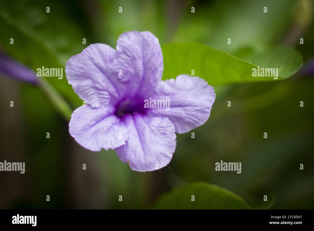 Pletekan flower or Ruellia tuberosa or Purple Kencana natural wallpaper ...