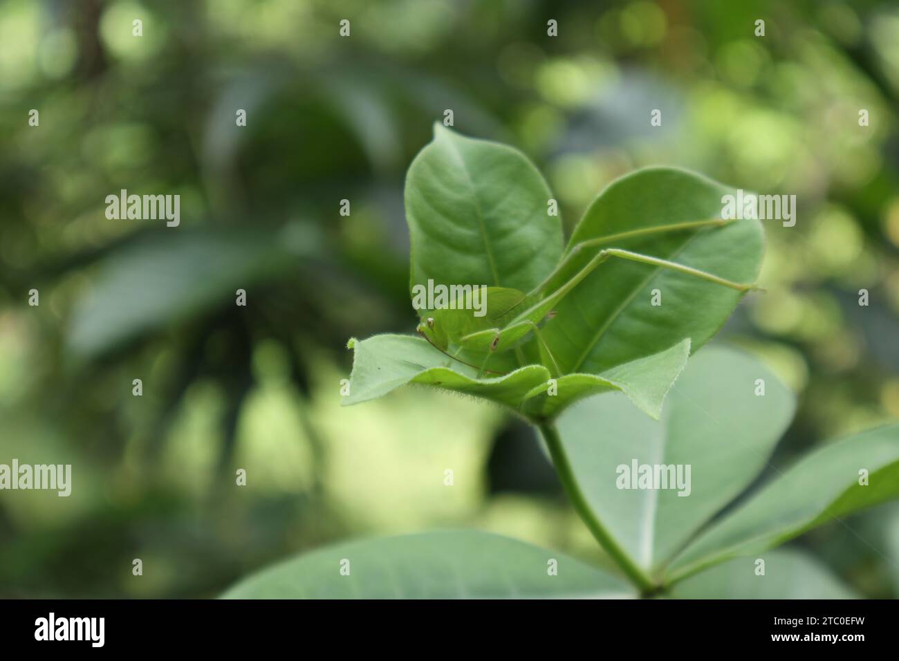 A green cricket insect belongs to Tettigoniidae insect family is ...