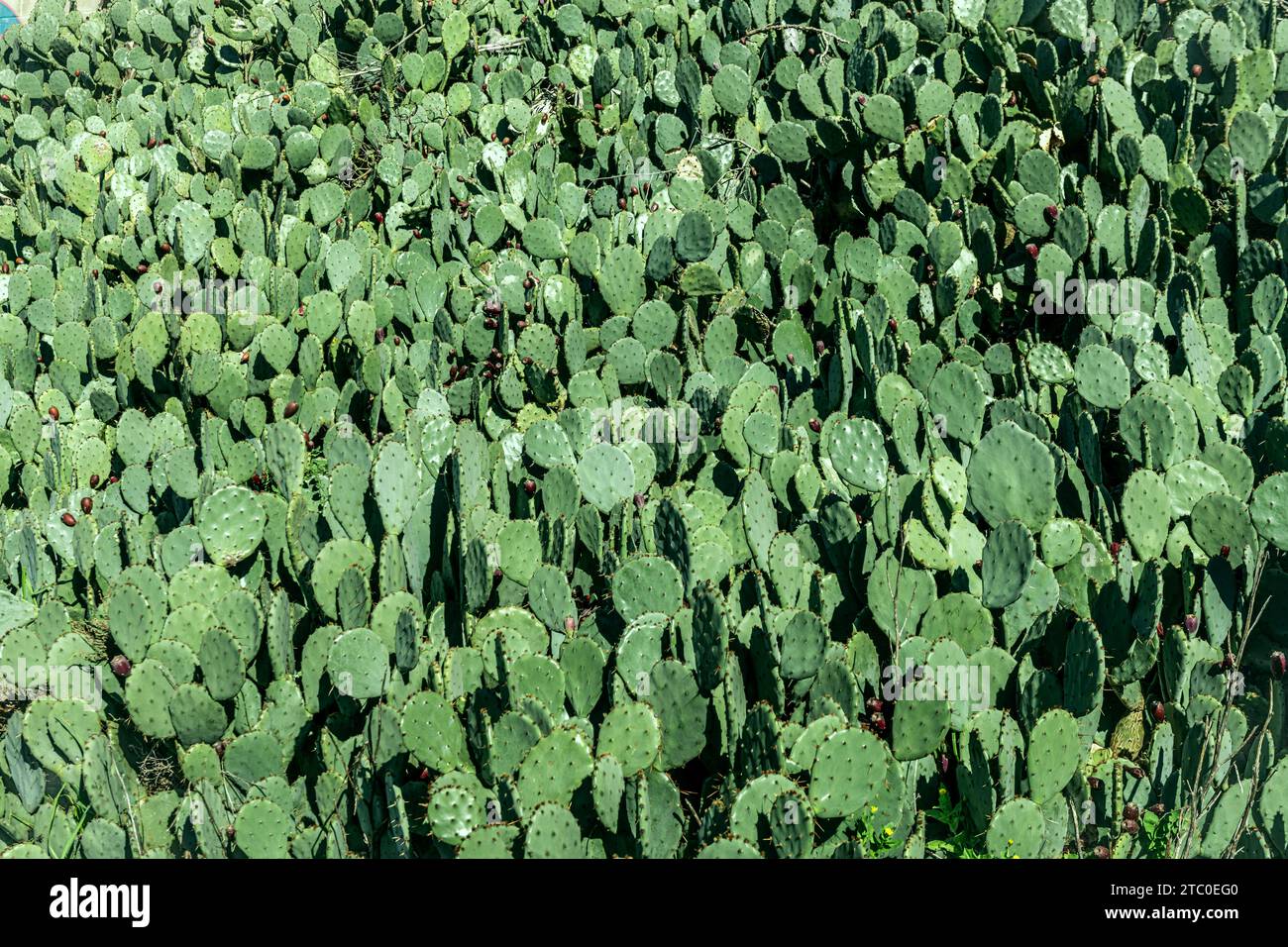Opuntia ficus-indica, known, among other names, as nopal, fig tree ...