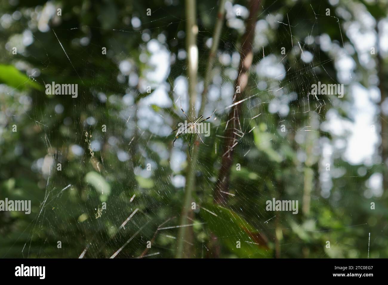 View through the blurry spider net silk, an immature, female giant ...