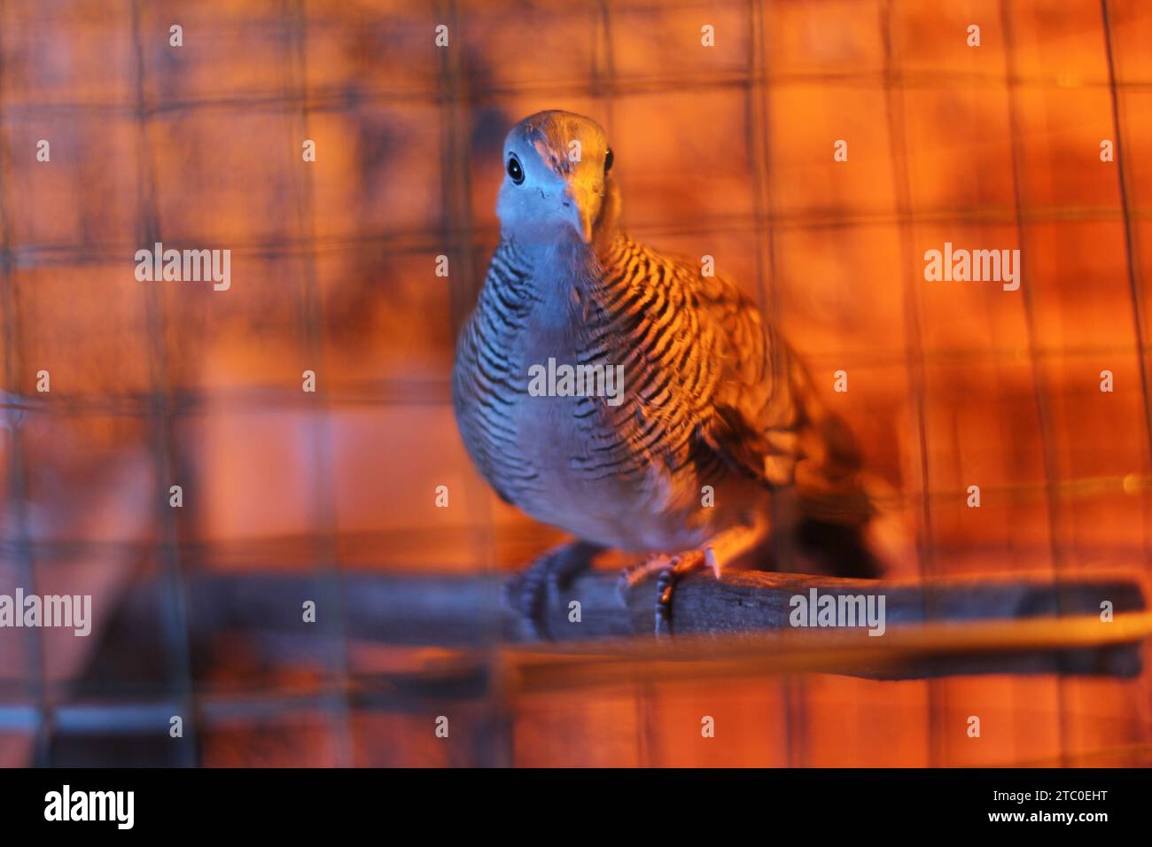 Doves are kept in cages with red lighting Stock Photo - Alamy
