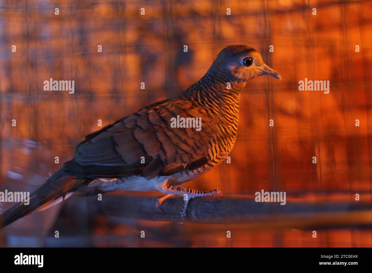 Burung jawa hi-res stock photography and images - Alamy