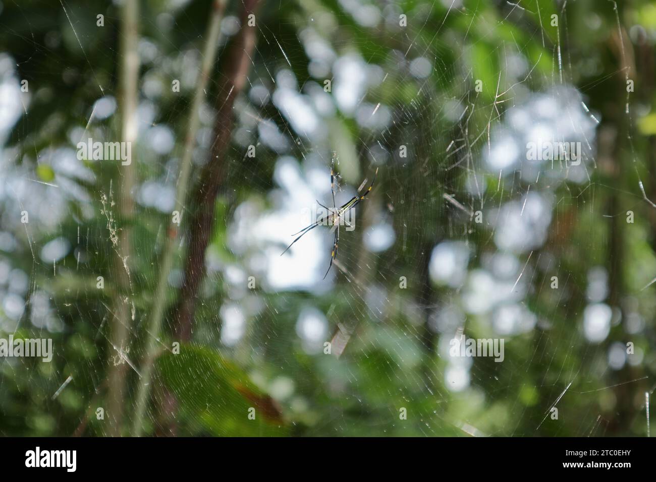 Sunlight through spider web hi-res stock photography and images - Alamy