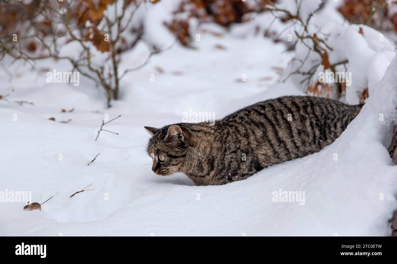 Wild cat hunting hi-res stock photography and images - Alamy