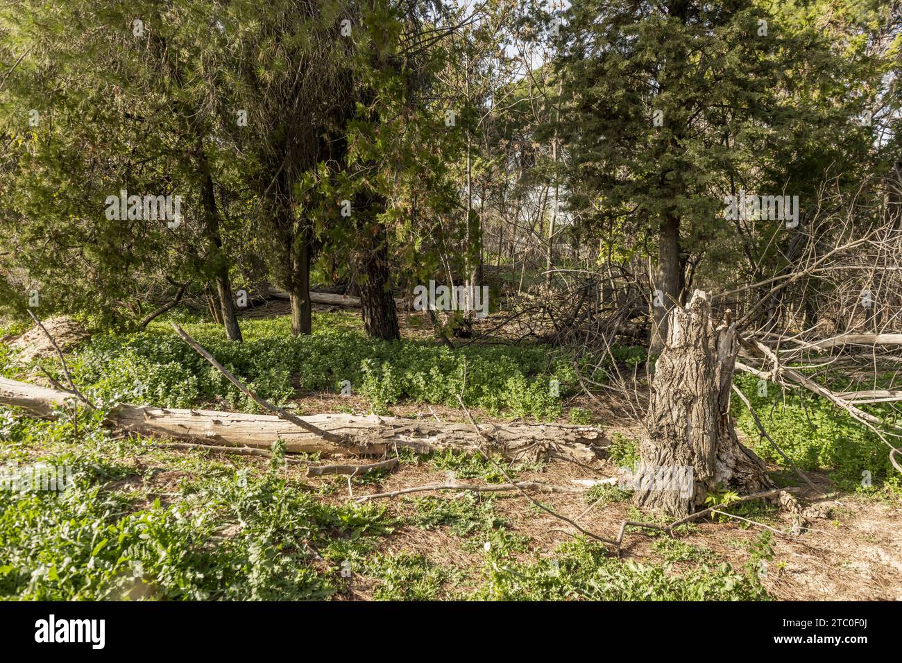 Forest landscape with fallen trees Stock Photo - Alamy