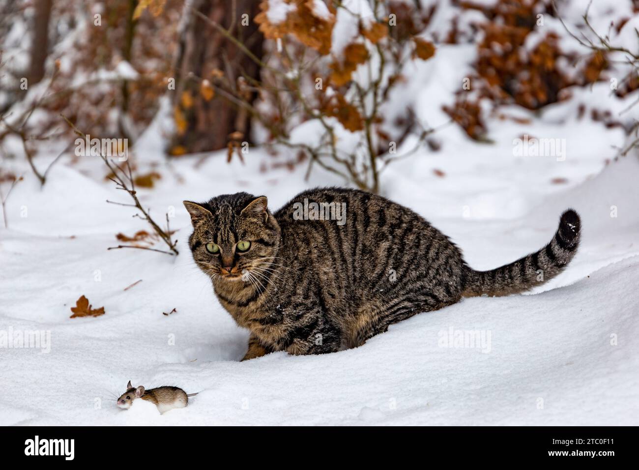 Poor mouse hi-res stock photography and images - Alamy