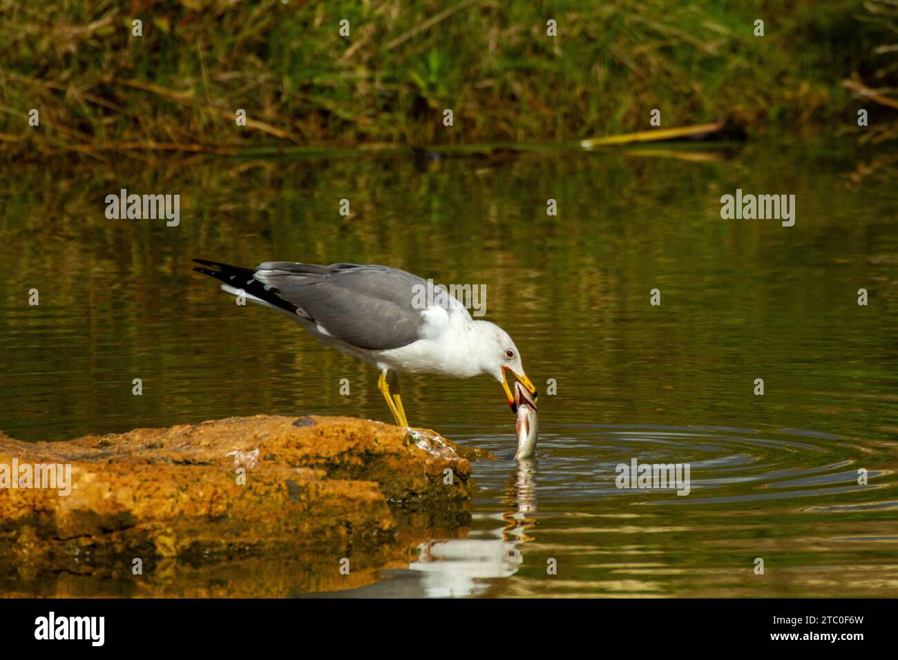 Larus armenicus hi-res stock photography and images - Alamy
