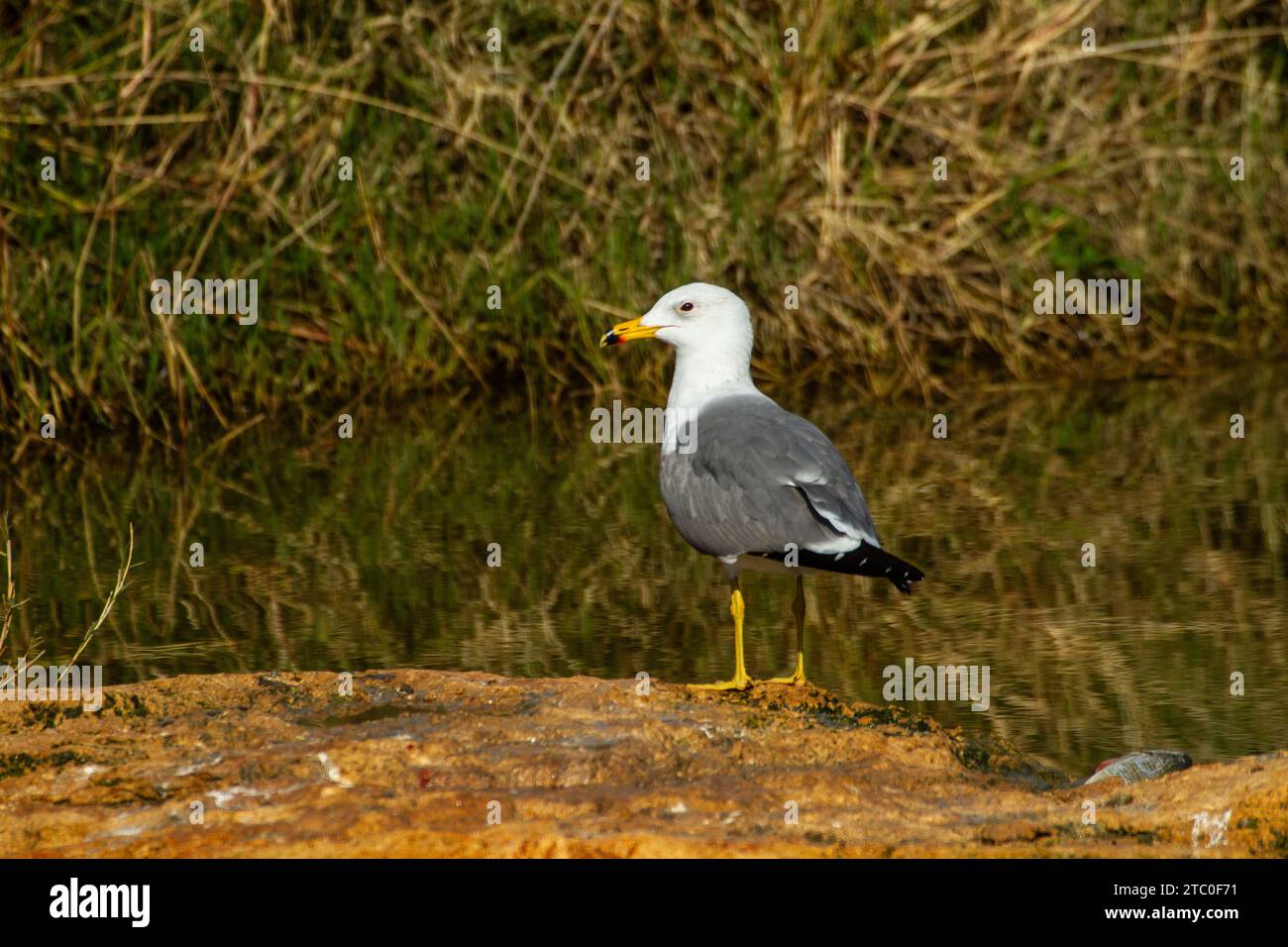 Armenian Gull (Larus armenicus Stock Photo - Alamy
