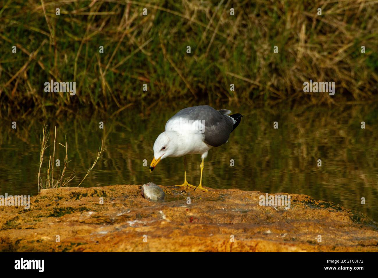 Armenian Gull (Larus armenicus) eating a fish Stock Photo - Alamy