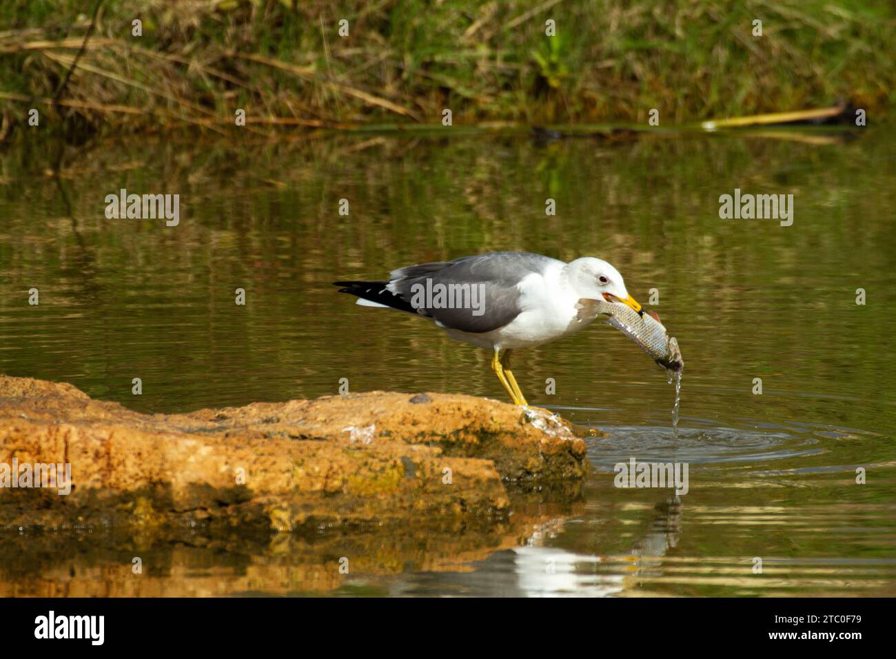 Larus armenicus hi-res stock photography and images - Alamy