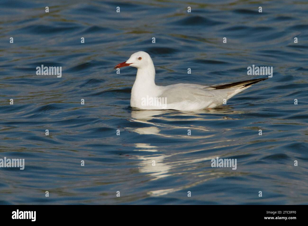 Slender billed gulls chroicocephalus hi-res stock photography and ...