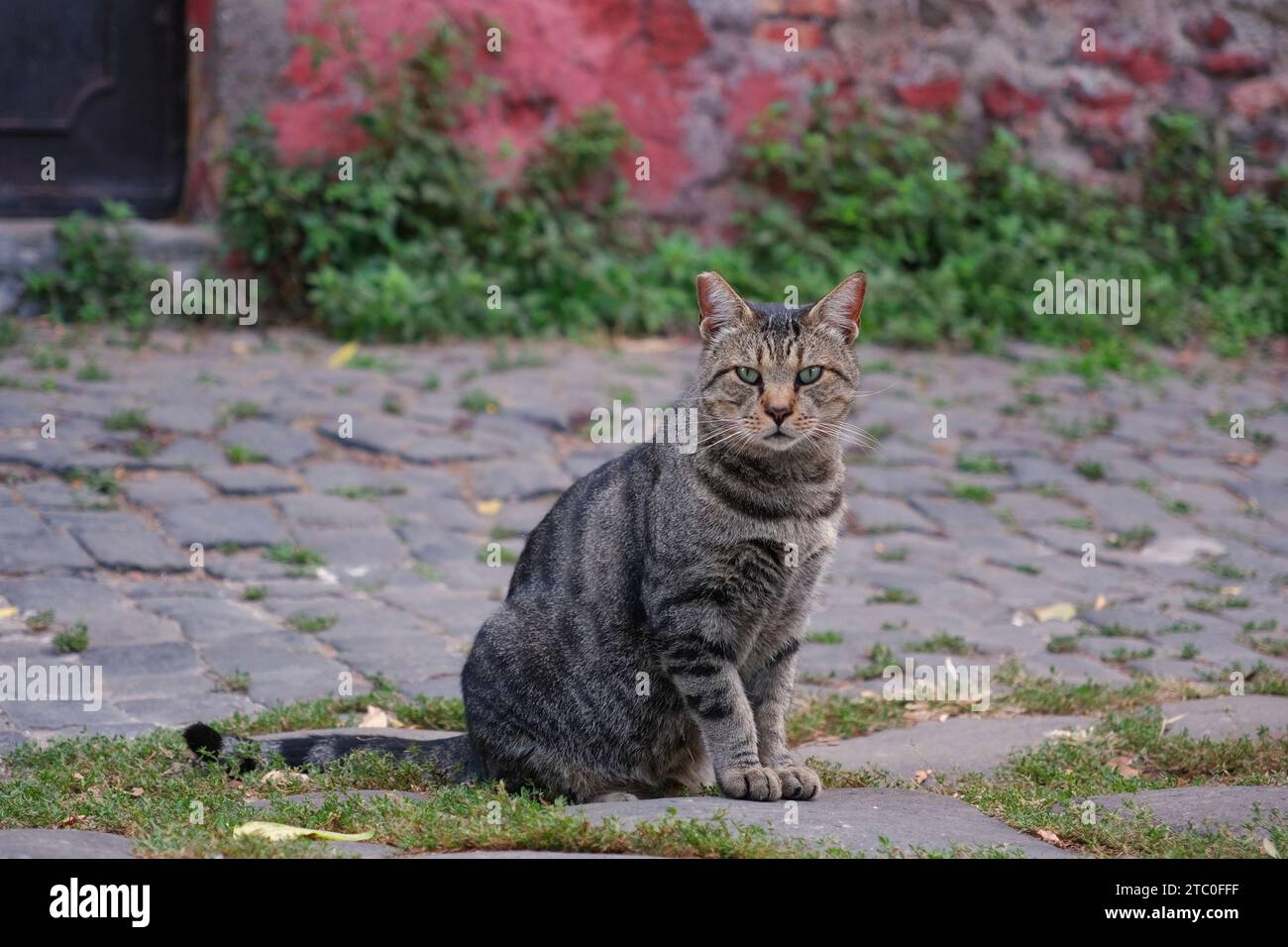 Big cat on road hi-res stock photography and images - Alamy