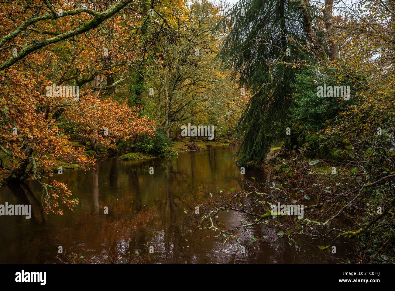 Lymington River during autumn, autumnal nature view, New Forest ...