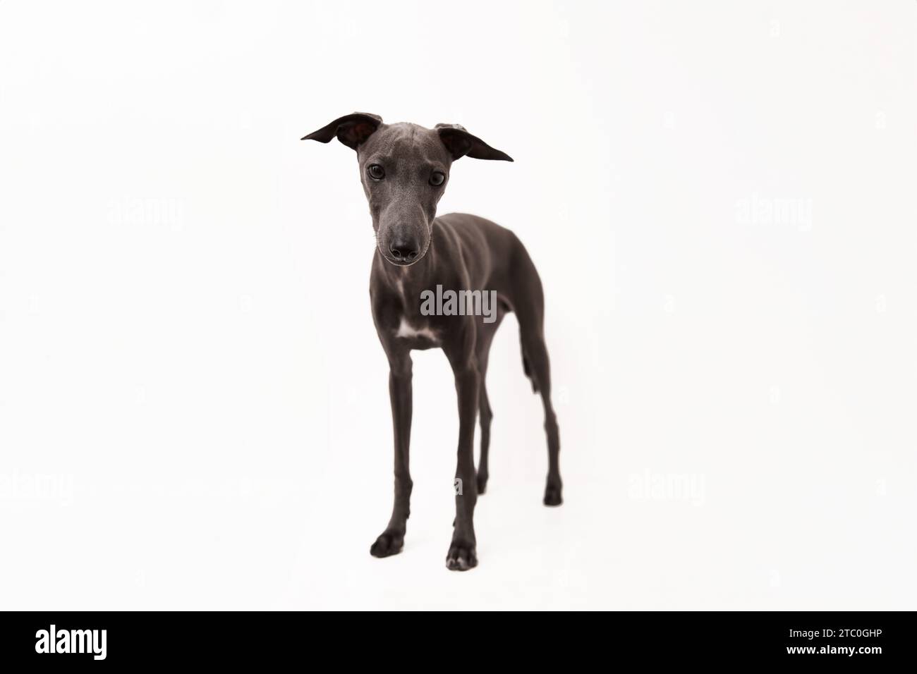 Italian greyhound. Portrait of cute puppy isolated on white background ...