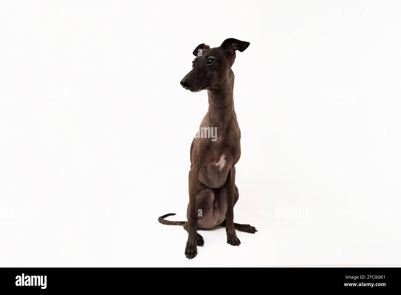Italian greyhound. Portrait of cute puppy isolated on white background ...