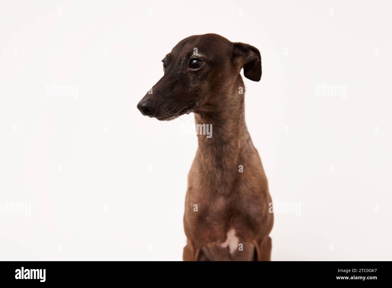 Italian greyhound. Portrait of cute puppy isolated on white background ...