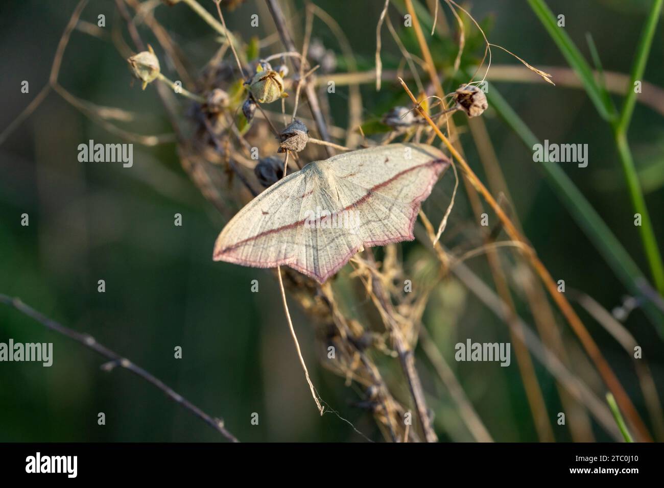 Timandra comae Family Geometridae Genus Timandra Blood-vein moth wild ...