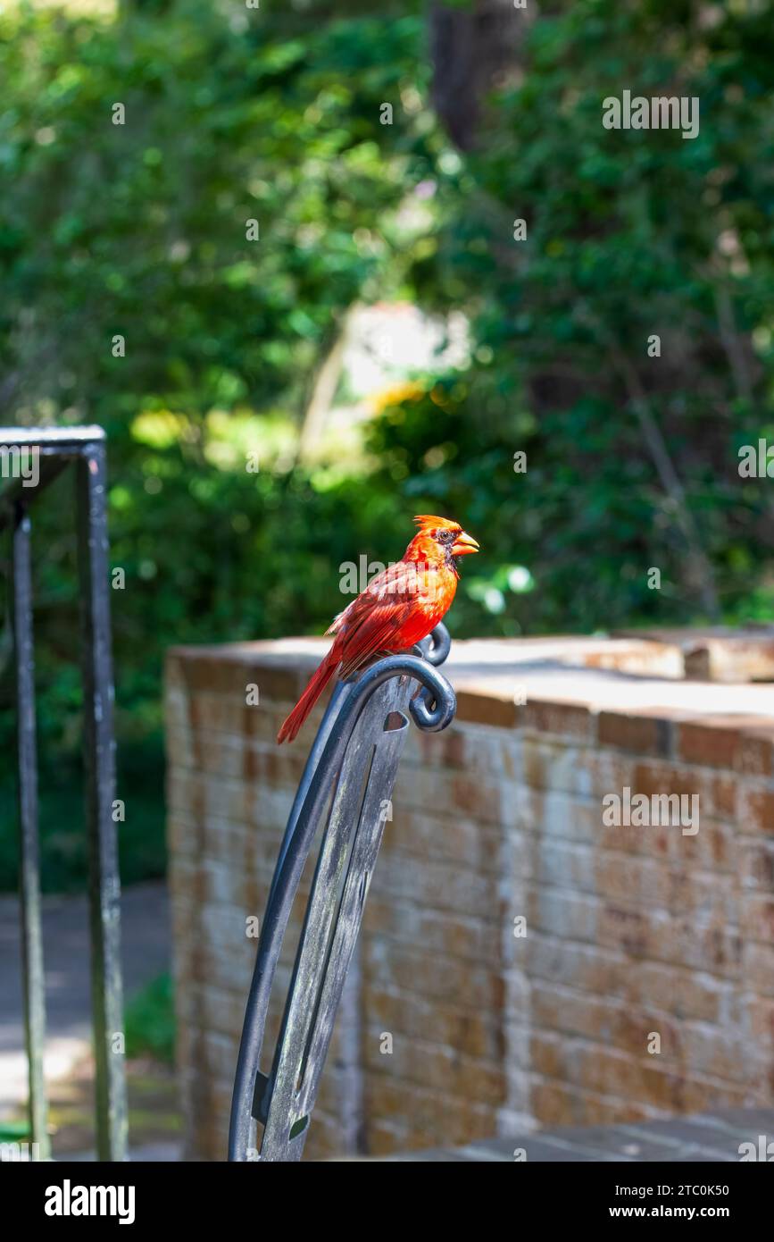 Cardinal sitting on a chair Stock Photo - Alamy
