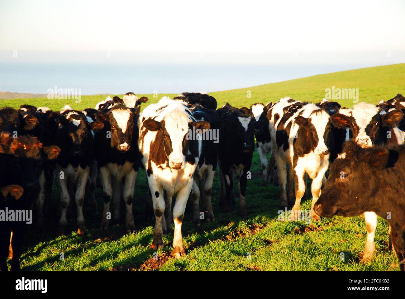 Holsten cow hi-res stock photography and images - Alamy