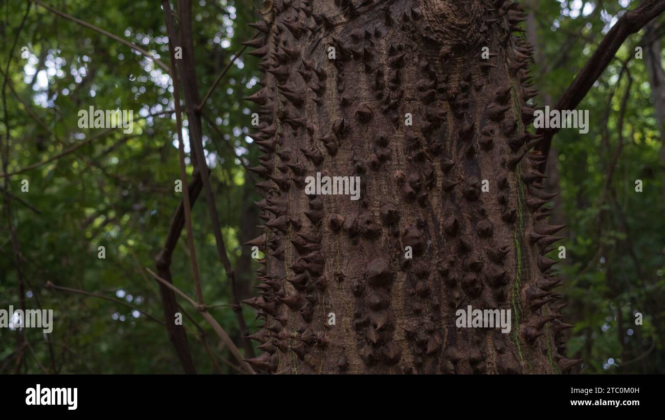 Tree of life nicaragua hi-res stock photography and images - Alamy