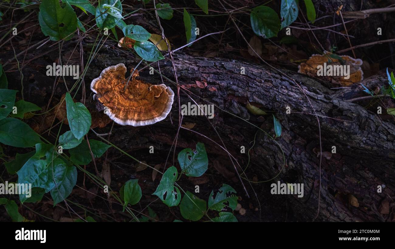 Mycelium mushroom roots hi-res stock photography and images - Alamy