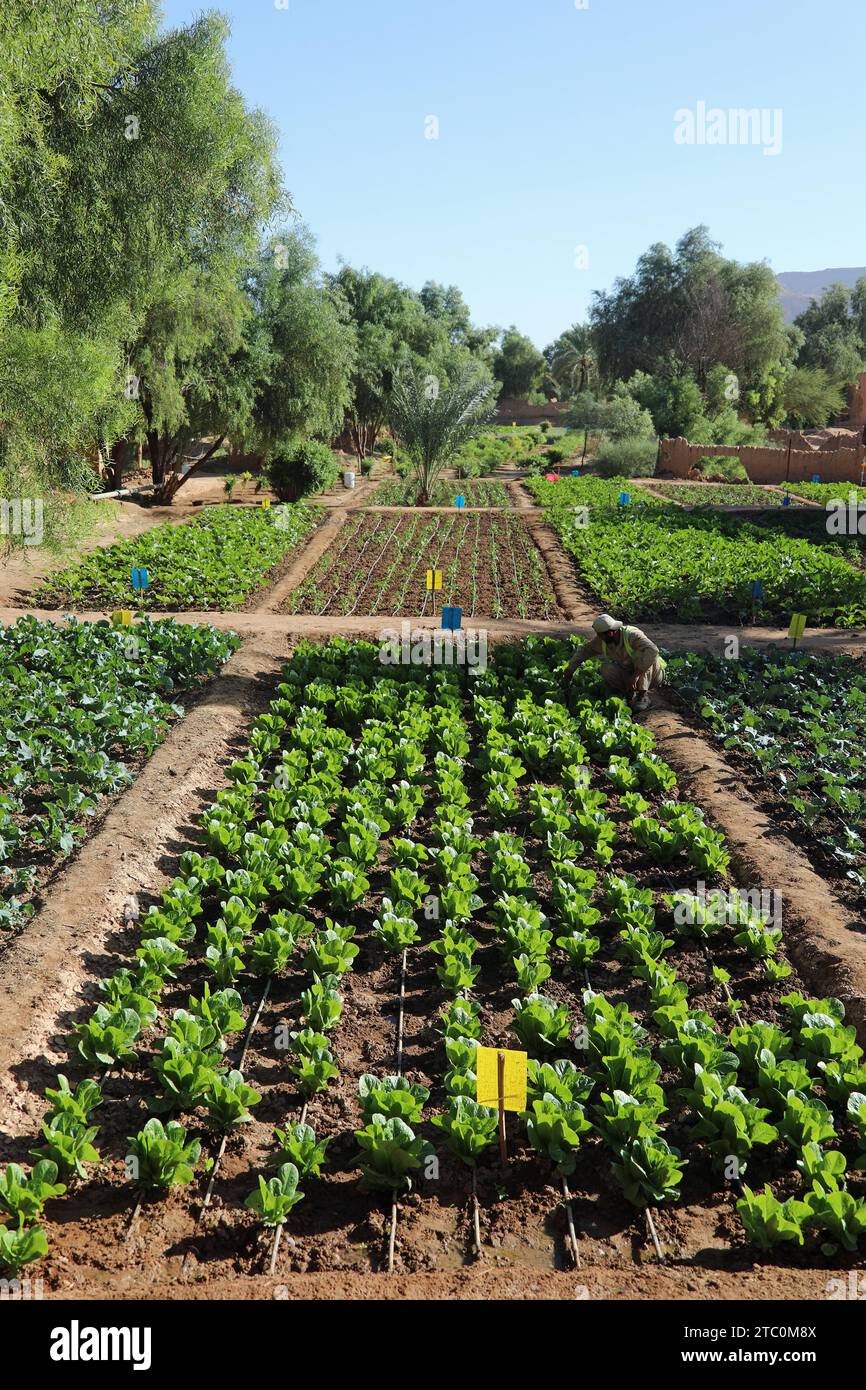 Vegetables growing on the Heritage Oasis Trail at Al Ula in Saudi ...