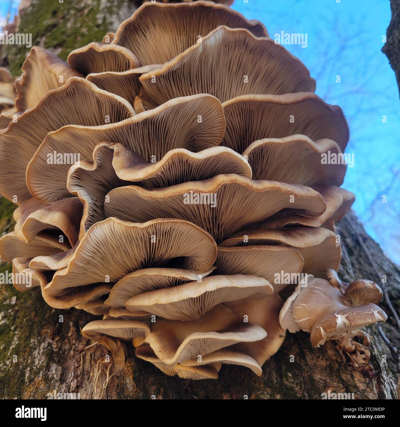 Oyster mushrooms, pleurotus ostreatus, grow in a flush, on a tree in a Missouri bottomland ...