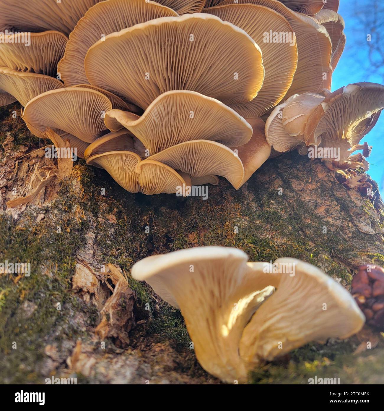 Oyster mushrooms, pleurotus ostreatus, grow in a flush, on a tree in a Missouri bottomland ...