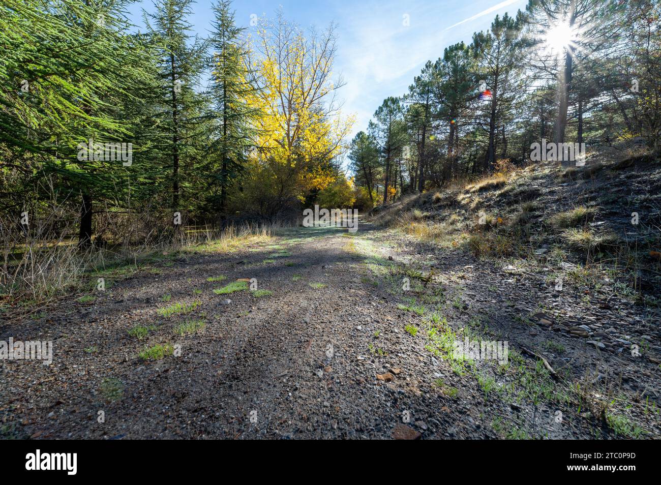 Rays of sun filtering through the trees of an Andalusian forest in ...