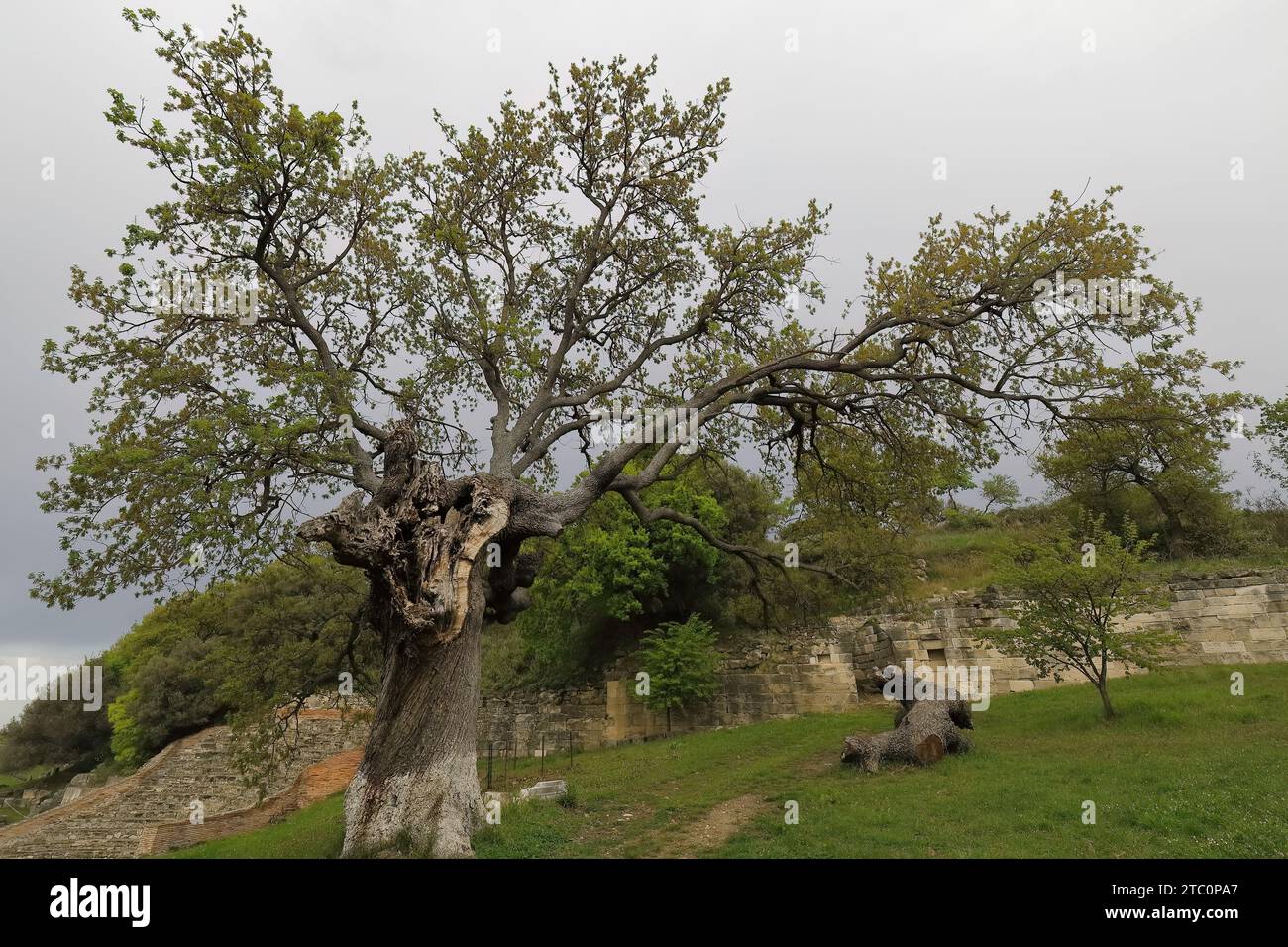 116 Old tree at the acropolis facing a IV century false, point-arched ...