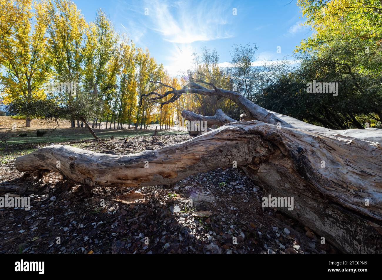 Trunk fallen dry tree hi-res stock photography and images - Alamy