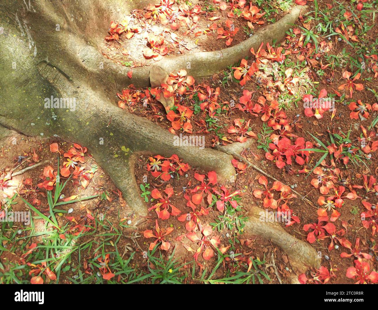 Flamboyan: flowers and root. Considered one of the most beautiful trees ...