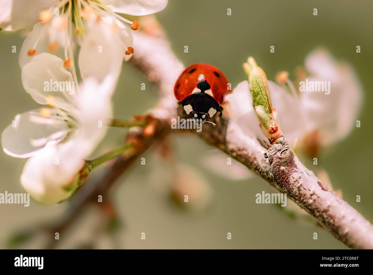Svensk nyckelpiga hi-res stock photography and images - Alamy