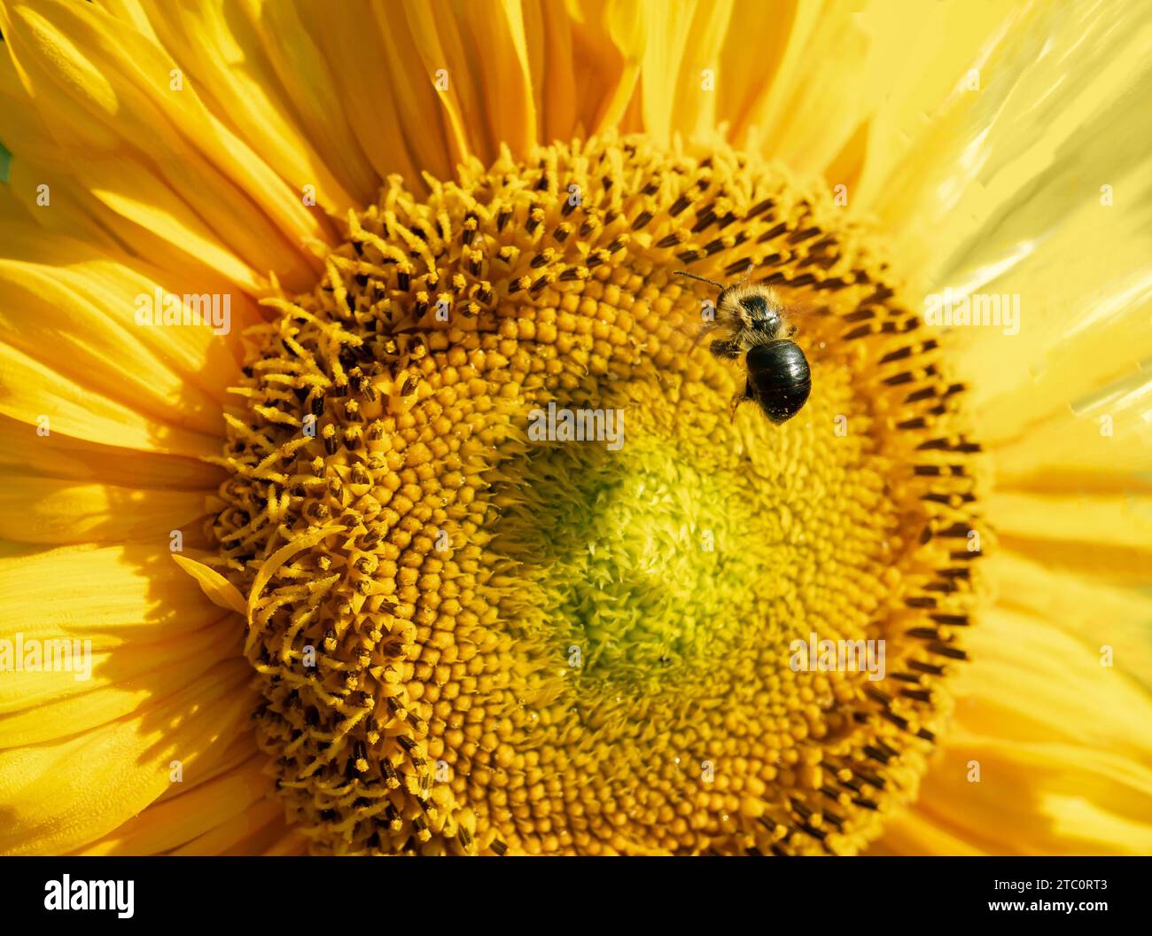 Amazing view on worker bee collects pollen to make honey on sunflower ...