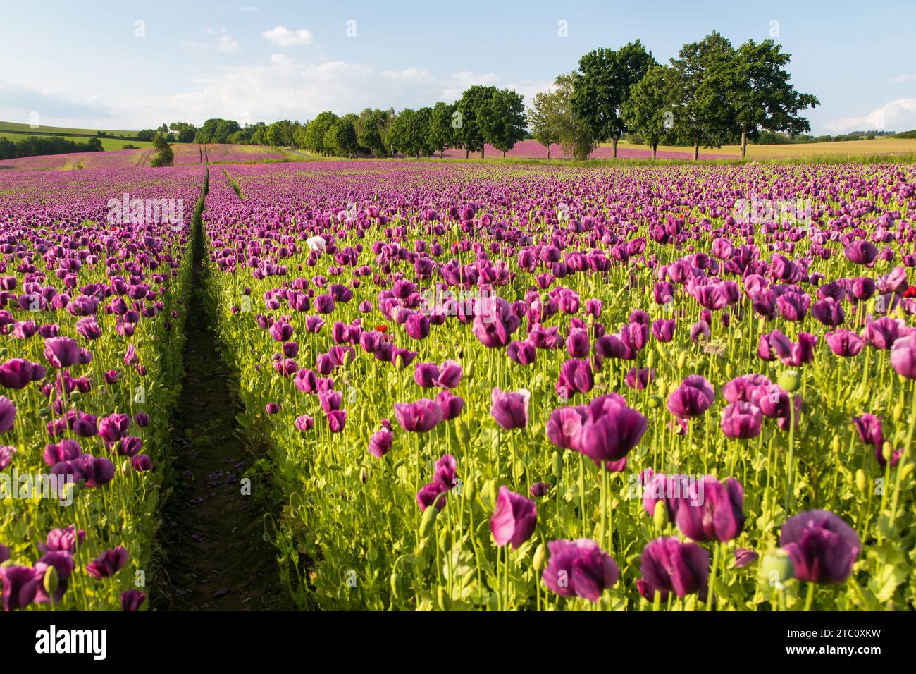 Flowering opium poppy field with pathway, in Latin papaver somniferum ...