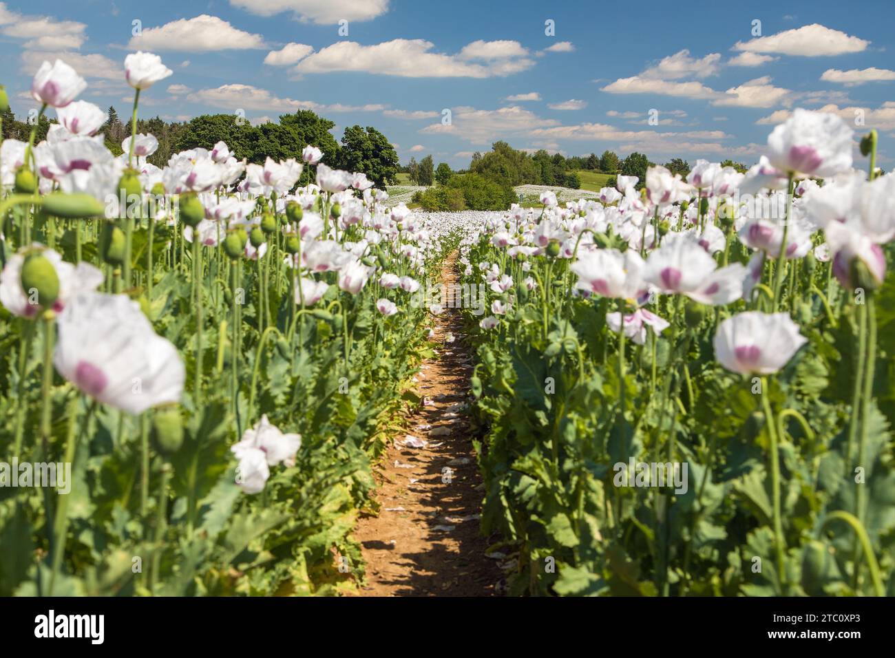 Flowering opium poppy field with pathway, in Latin papaver somniferum ...