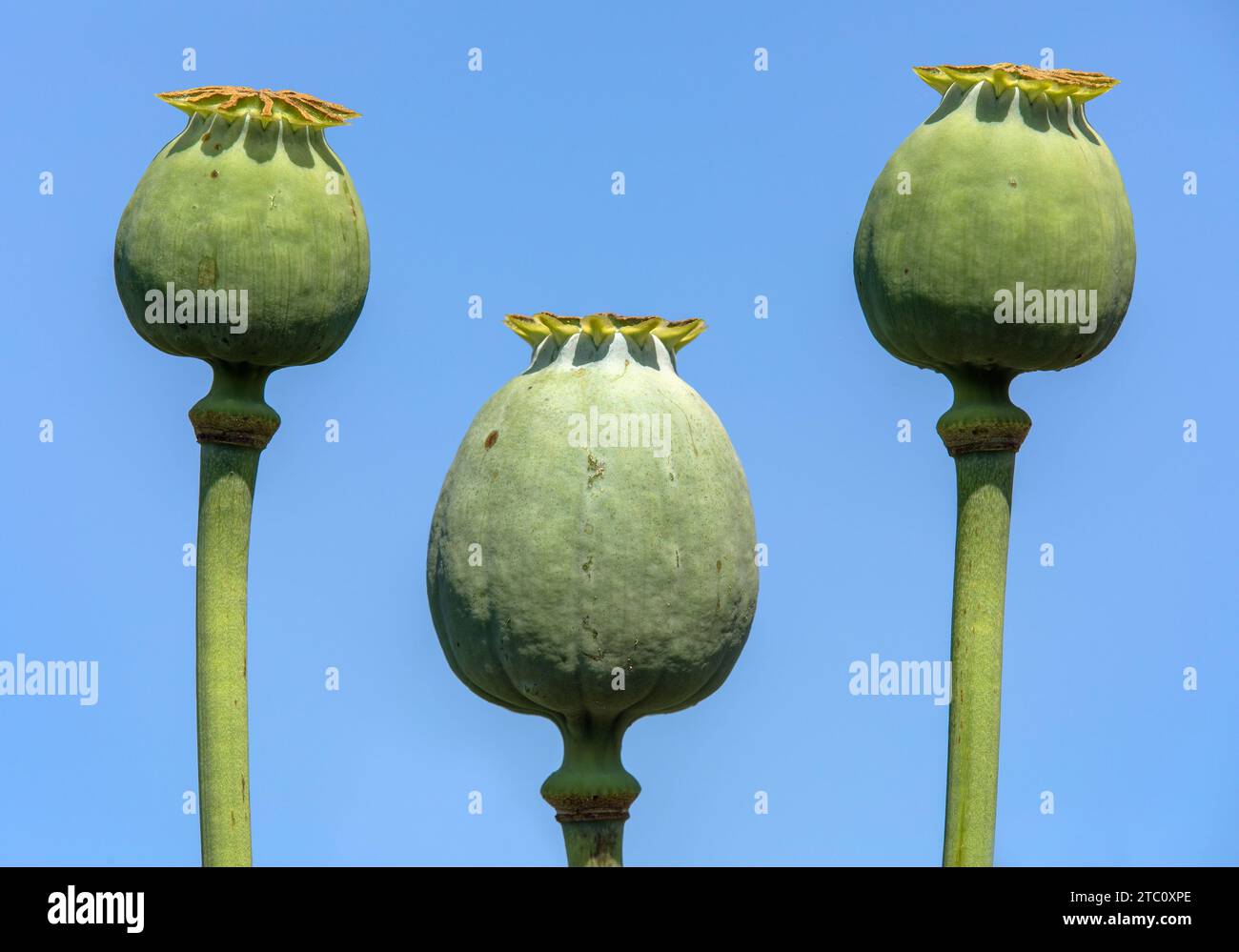 Detail of opium poppy in latin papaver somniferum, three green poppies ...