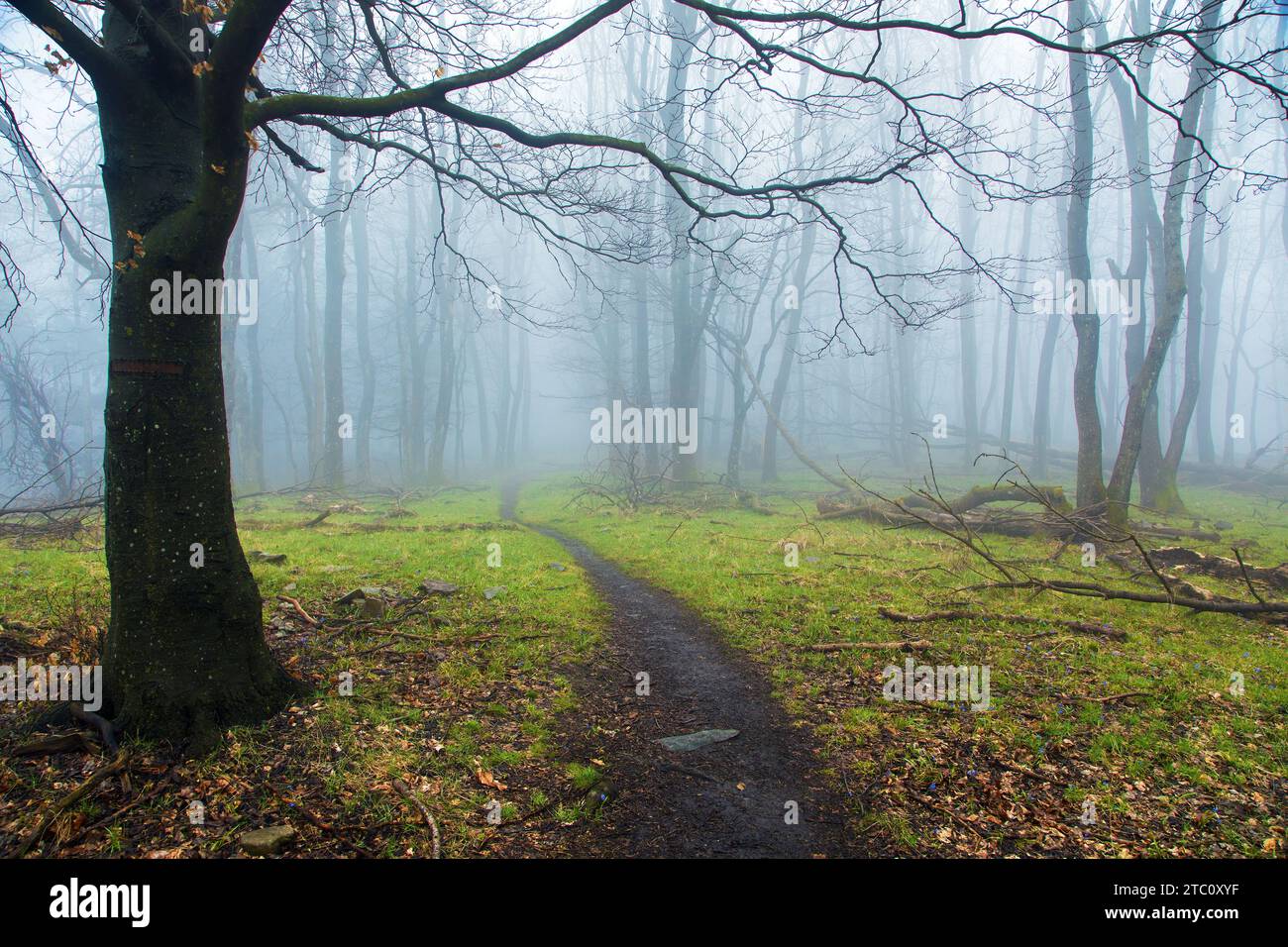mountain forest still life, view into a misty spring forest with a path ...