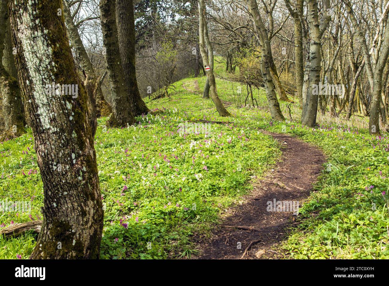 springtime forest with flowers and pathway Stock Photo - Alamy