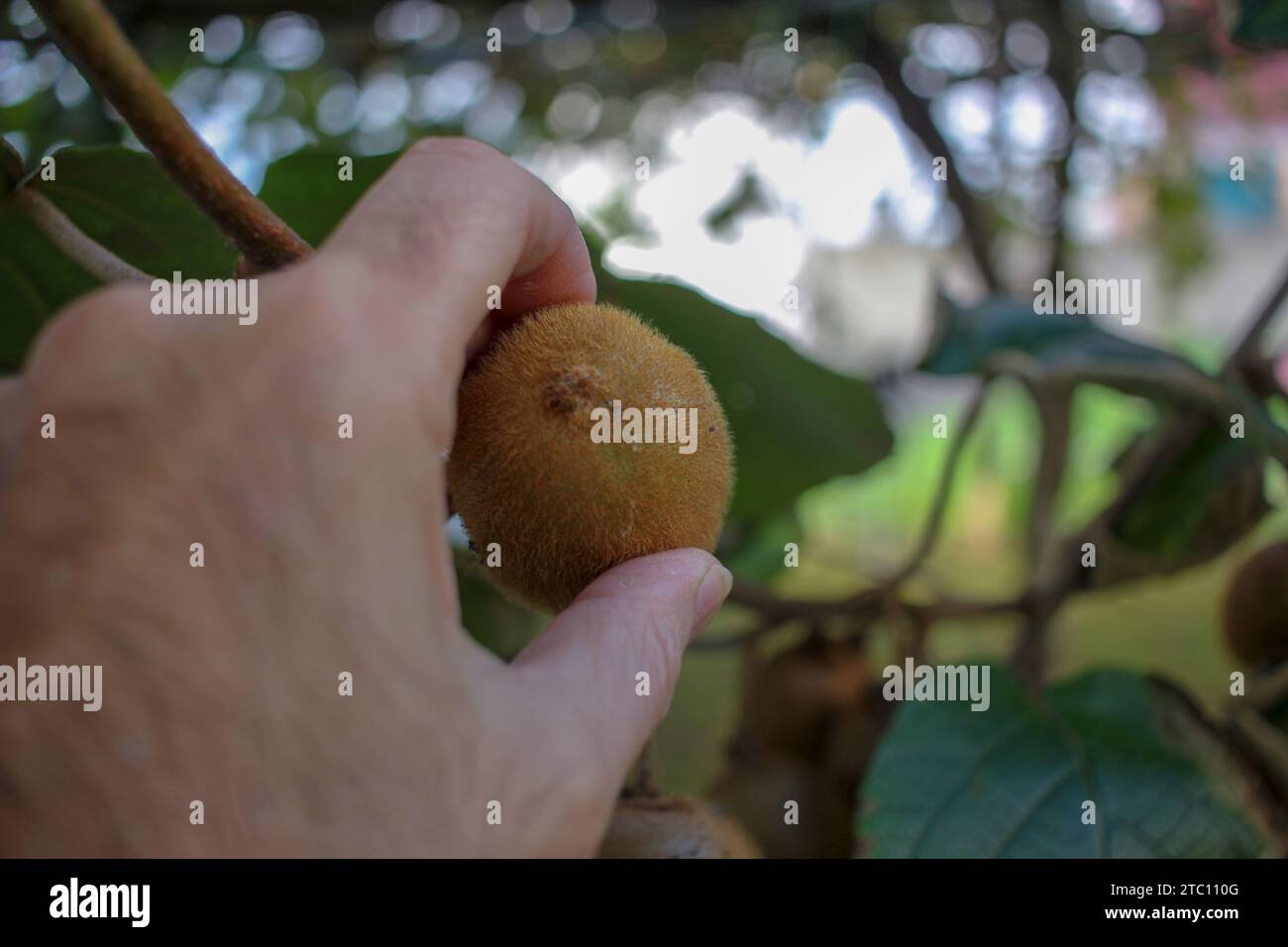 human hand collecting kiwis in a kiwi tree in november Stock Photo - Alamy