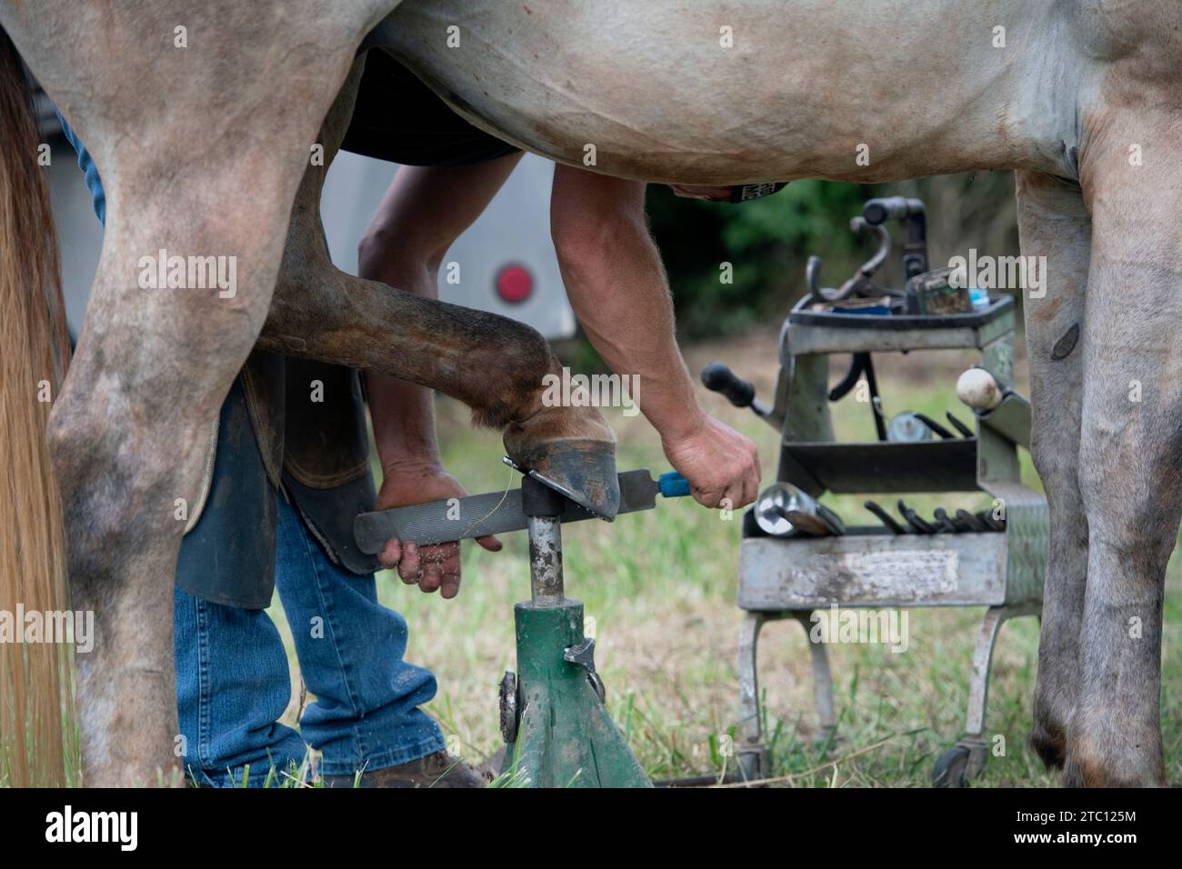 A farrier trims a horses hooves and places shoes before a rodeo Stock ...