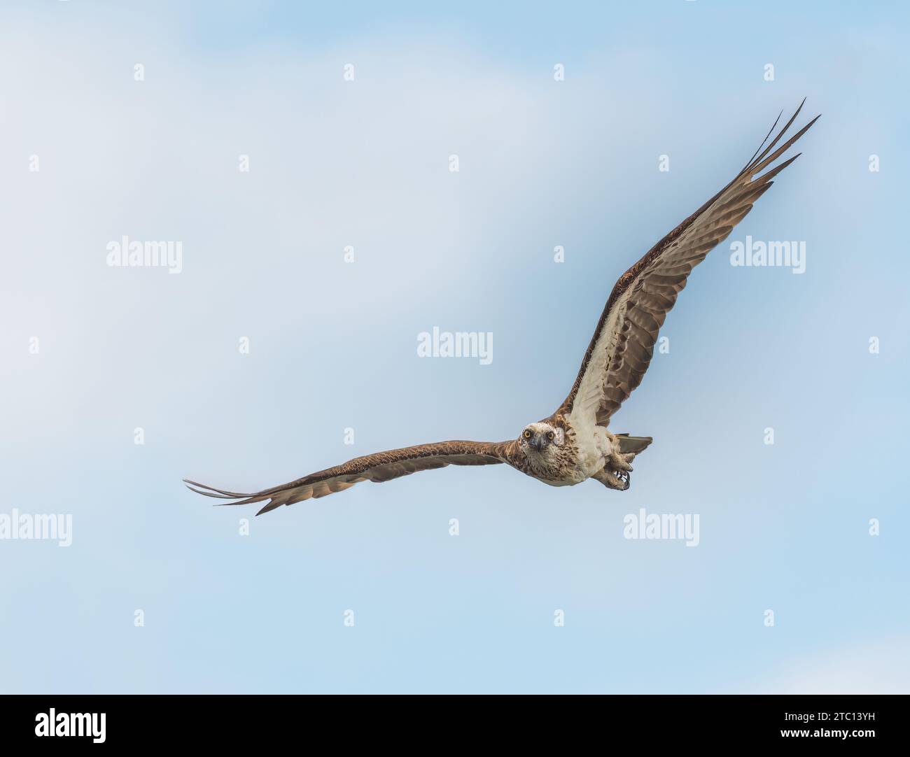 The eastern osprey (Pandion haliaetus cristatus) in flight in ...