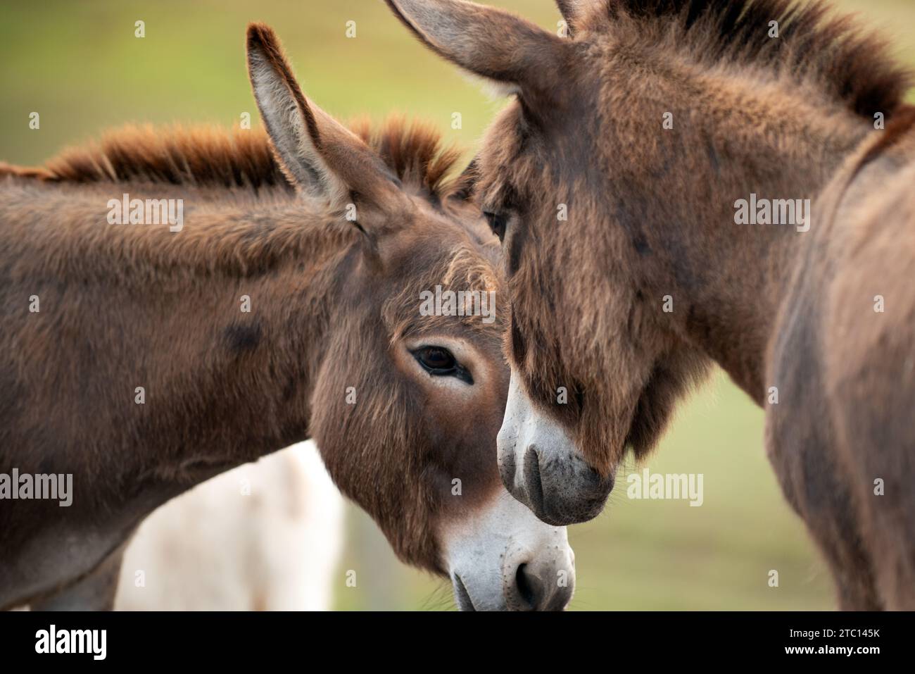 Two mini-donkeys in a farm field showing sisterly love Stock Photo - Alamy