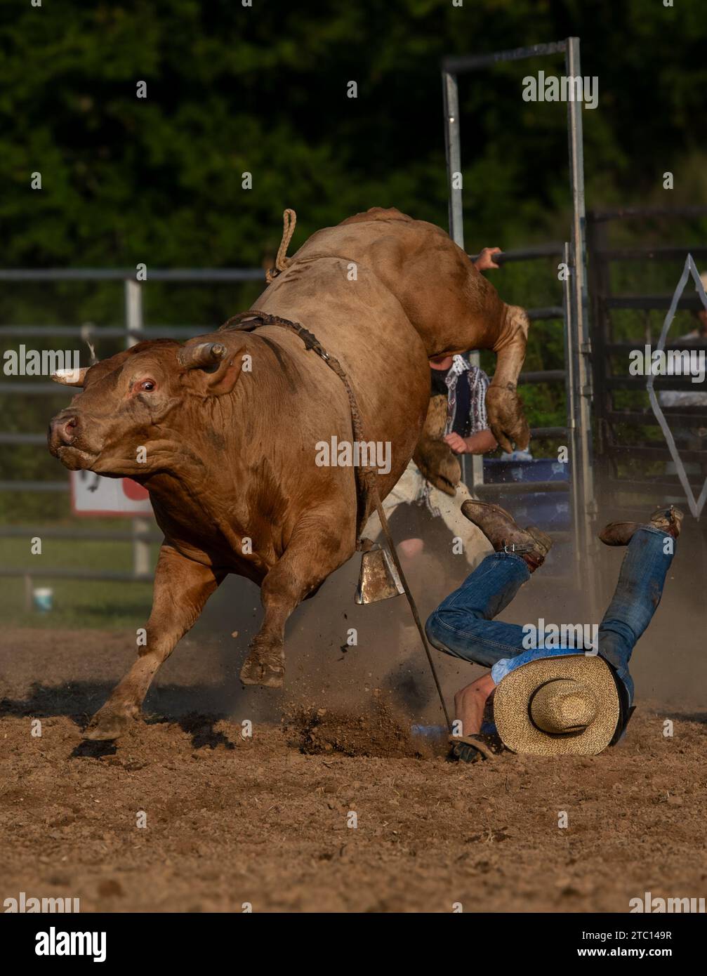 A rodeo bull rider comes off the bull during his attempt at an 8 second ...