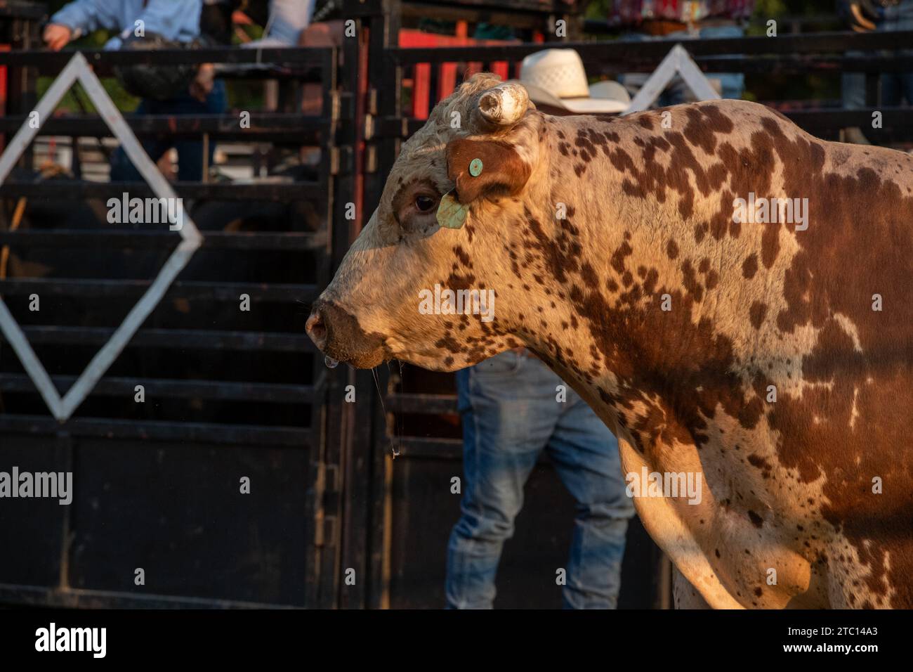 A bull looks back in the arena after throwing the cowboy off during a ...