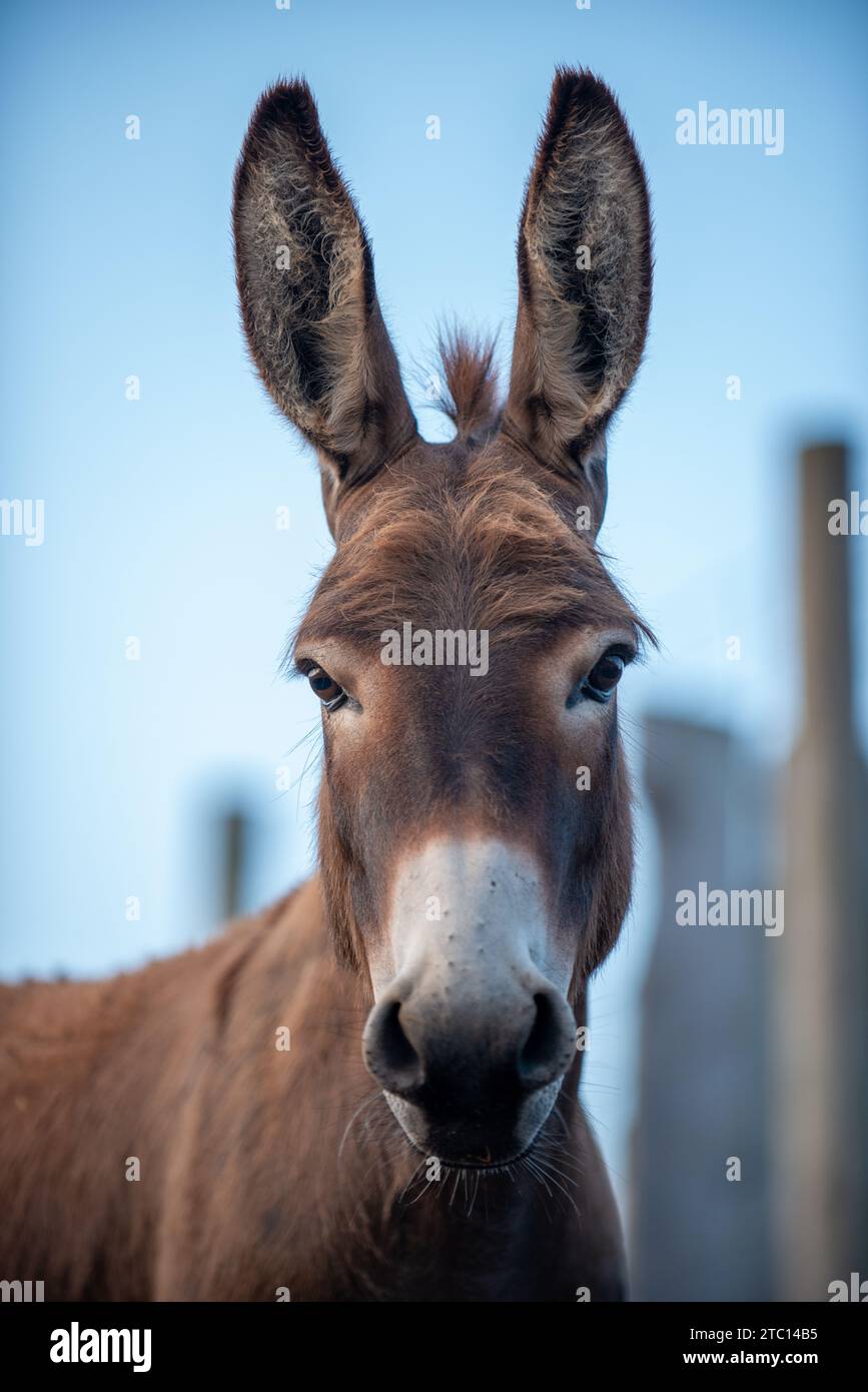 A mini-donkey with big ears Stock Photo - Alamy
